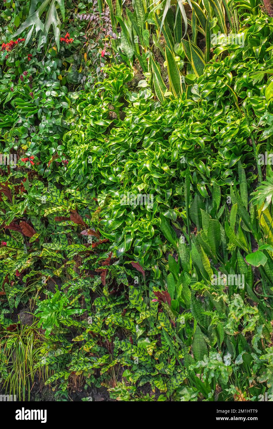 Beautiful nature background of vertical garden with tropical green leaf ...