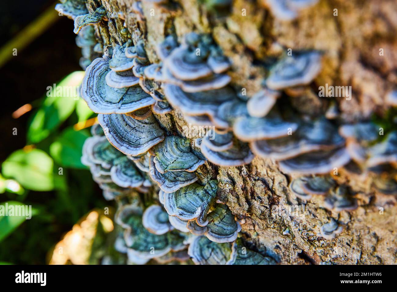 Log detail of layers of fungi mushrooms growing on bark Stock Photo - Alamy