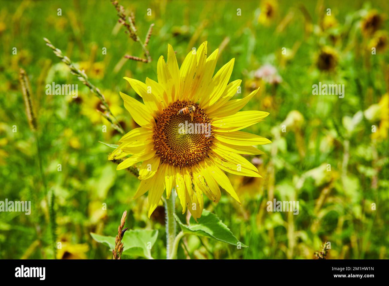 Detail of single sunflower with honeybee surrounded by field of ...
