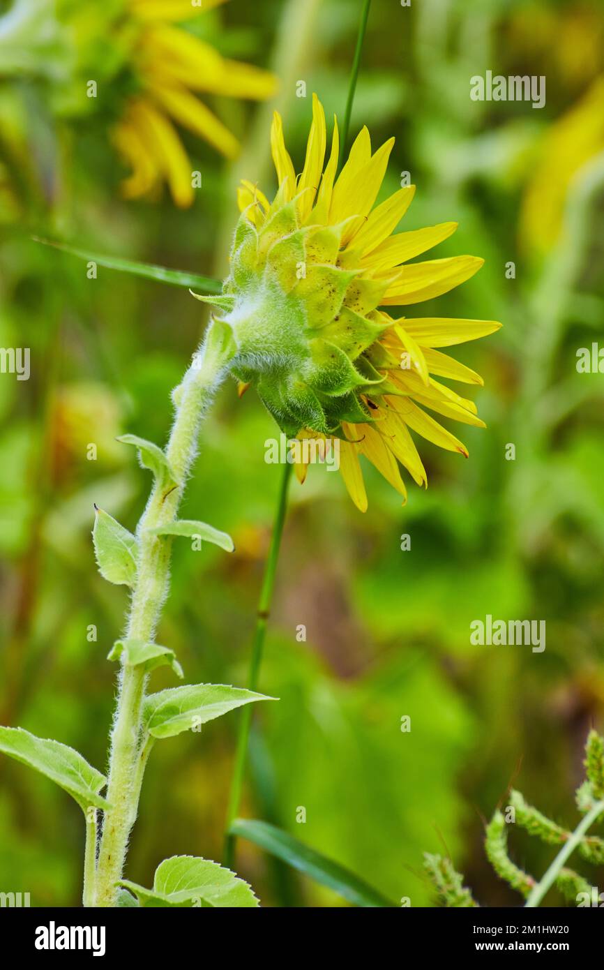 Back of sunflower hi-res stock photography and images - Alamy