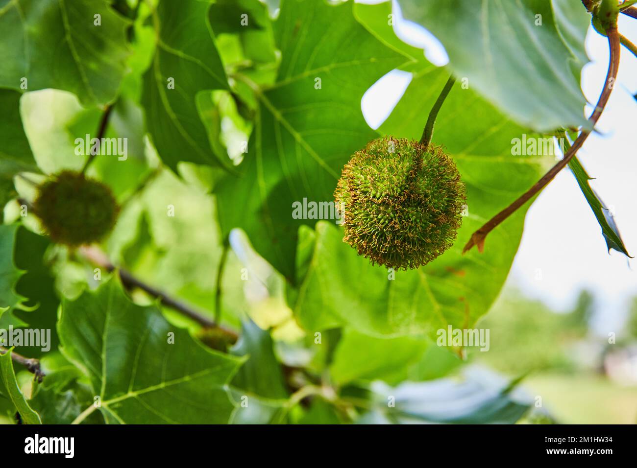 Woody pod hi-res stock photography and images - Alamy