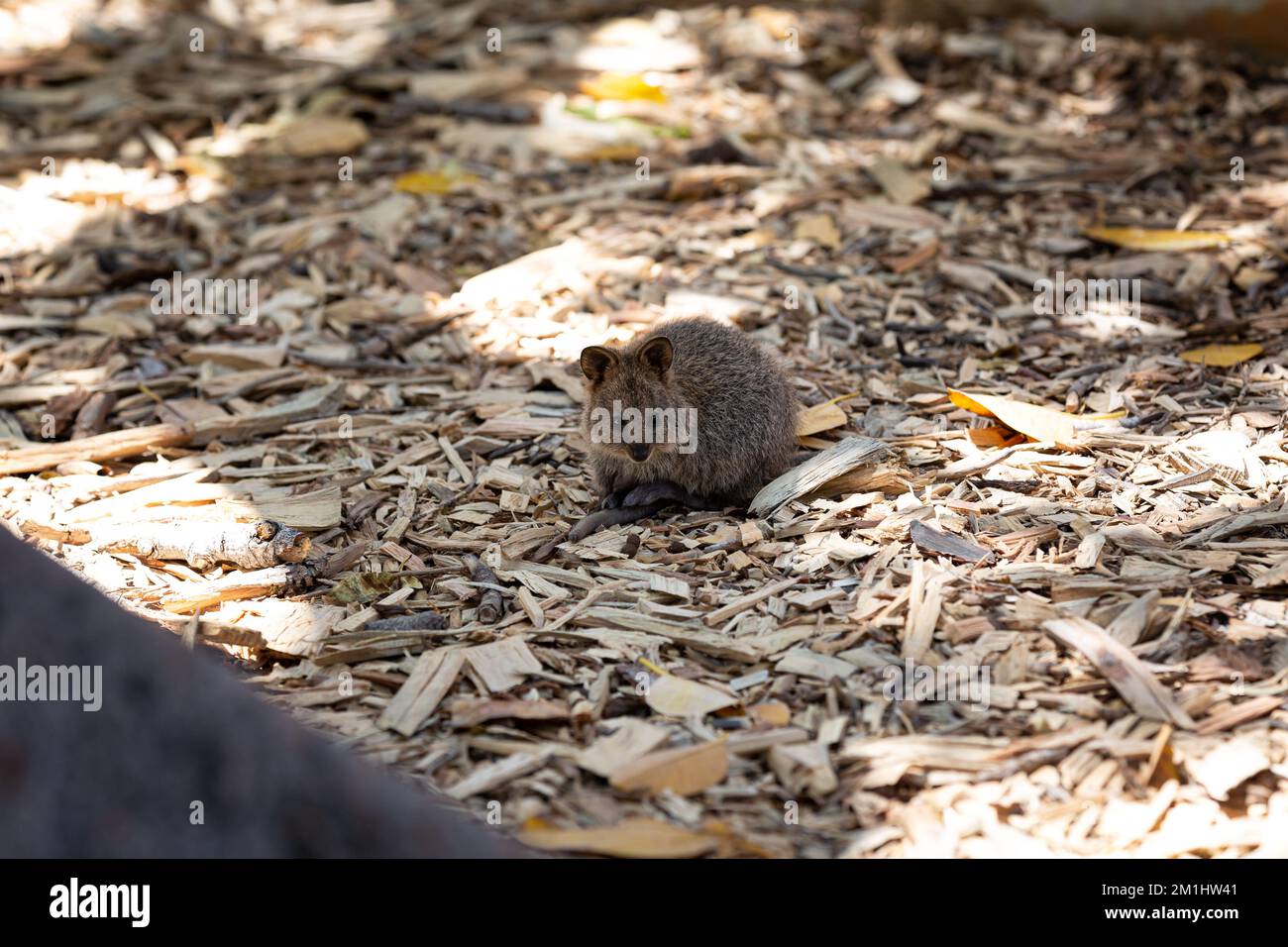 Australian quokka hi-res stock photography and images - Alamy