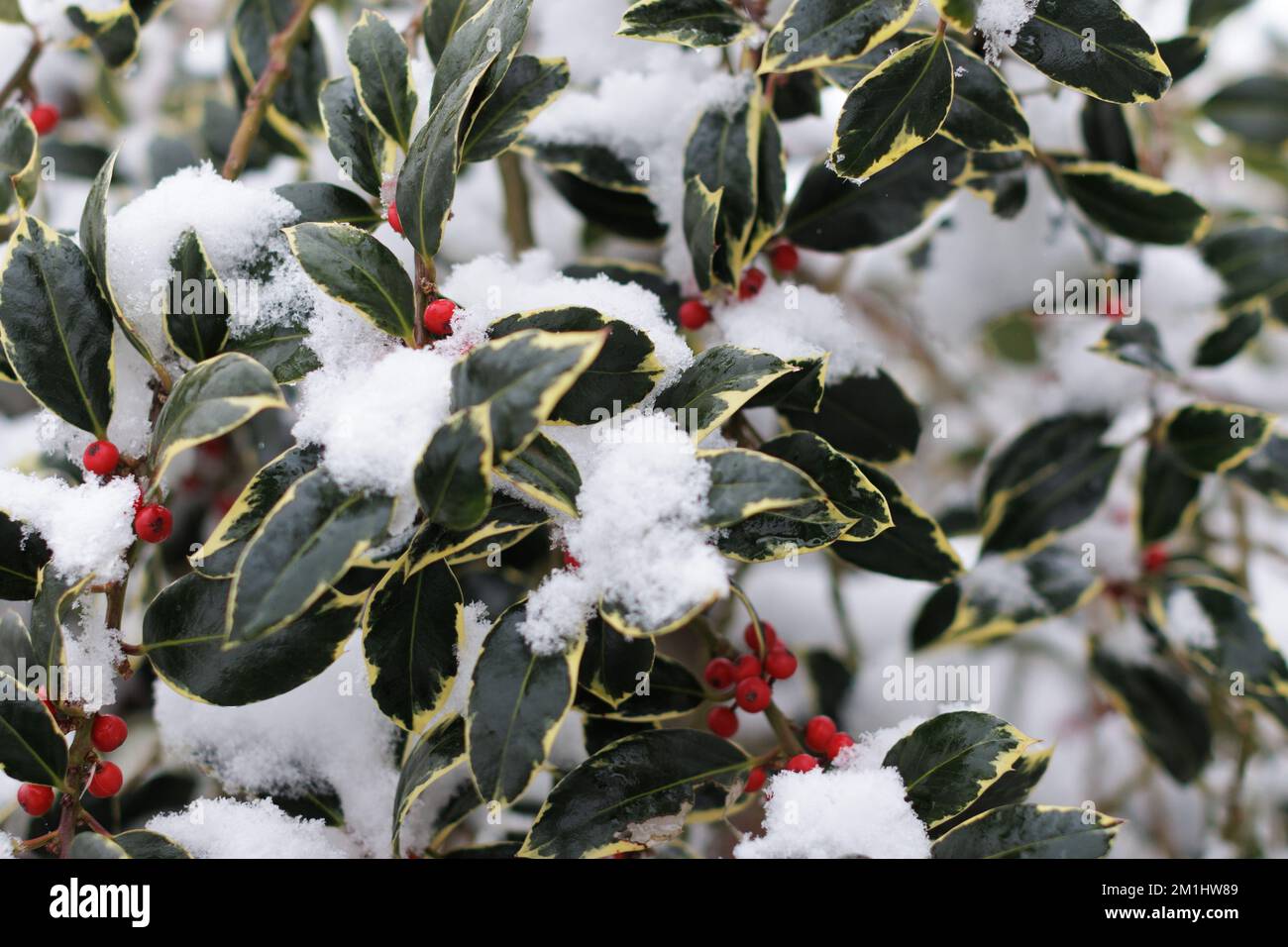 Holly covered with snow hi-res stock photography and images - Alamy