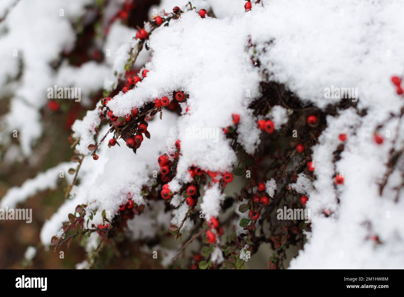 Holly covered with snow hi-res stock photography and images - Alamy