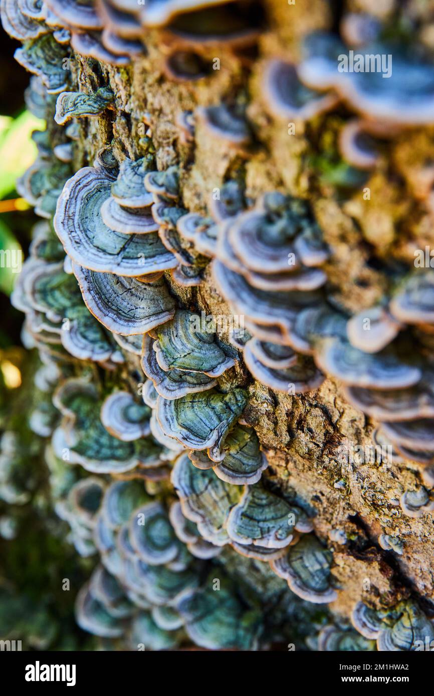 Up close to small green fungi mushrooms growing on log Stock Photo - Alamy