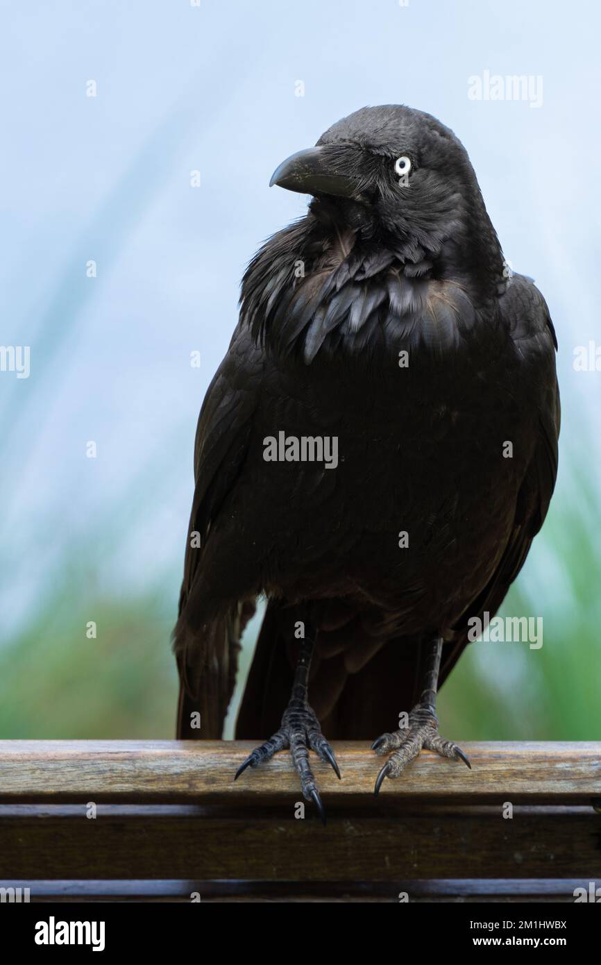 Raven standing on bench hi-res stock photography and images - Alamy