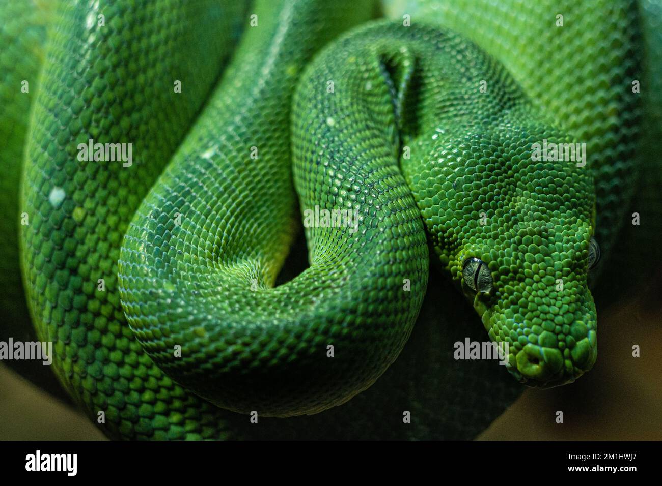 Australian green hi-res stock photography and images - Alamy