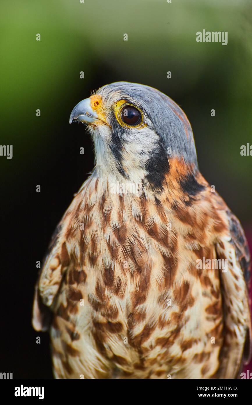 American Kestrel raptor looking up against soft dark background Stock ...