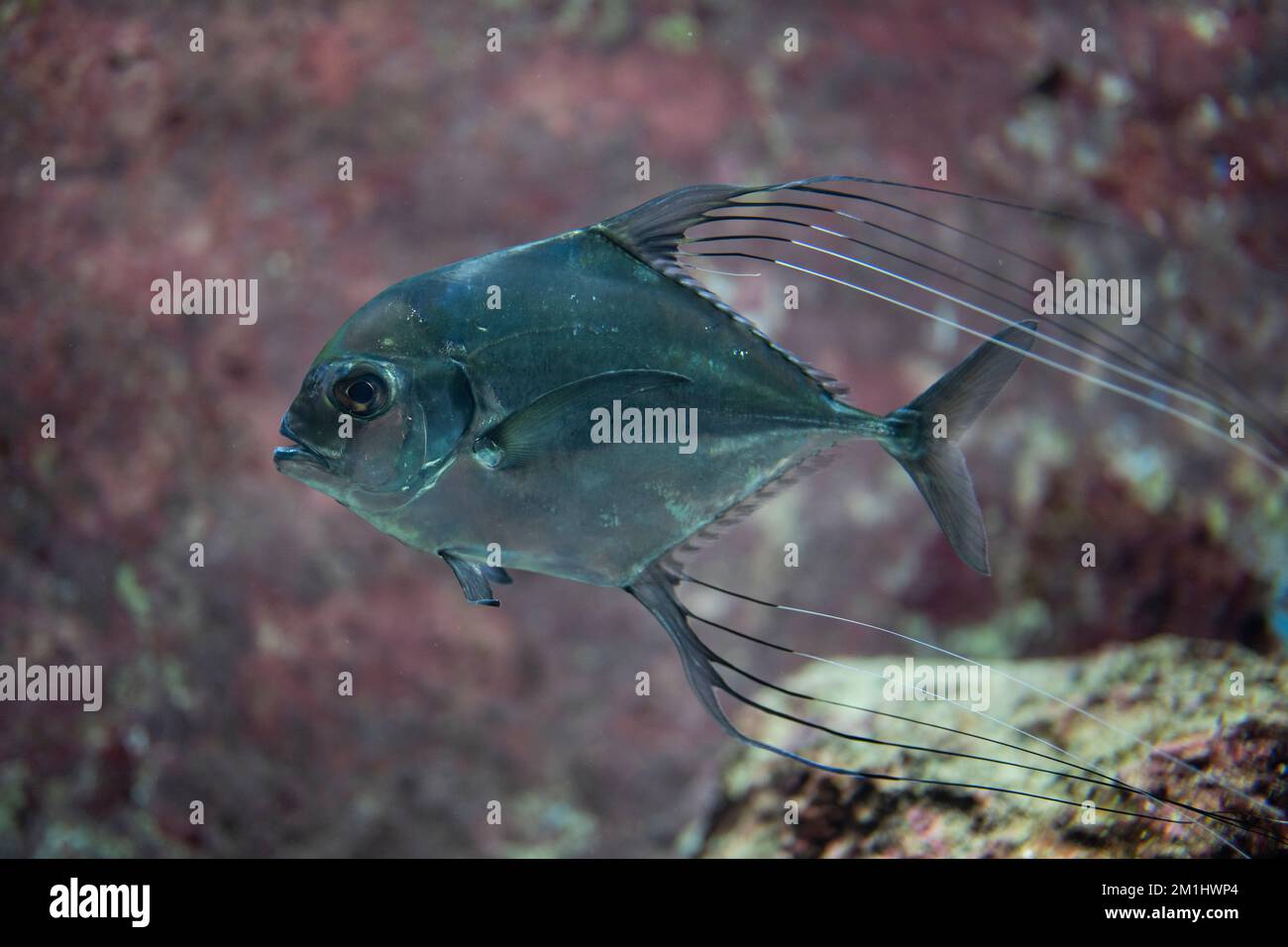 Threadfin pennant fish hi-res stock photography and images - Alamy