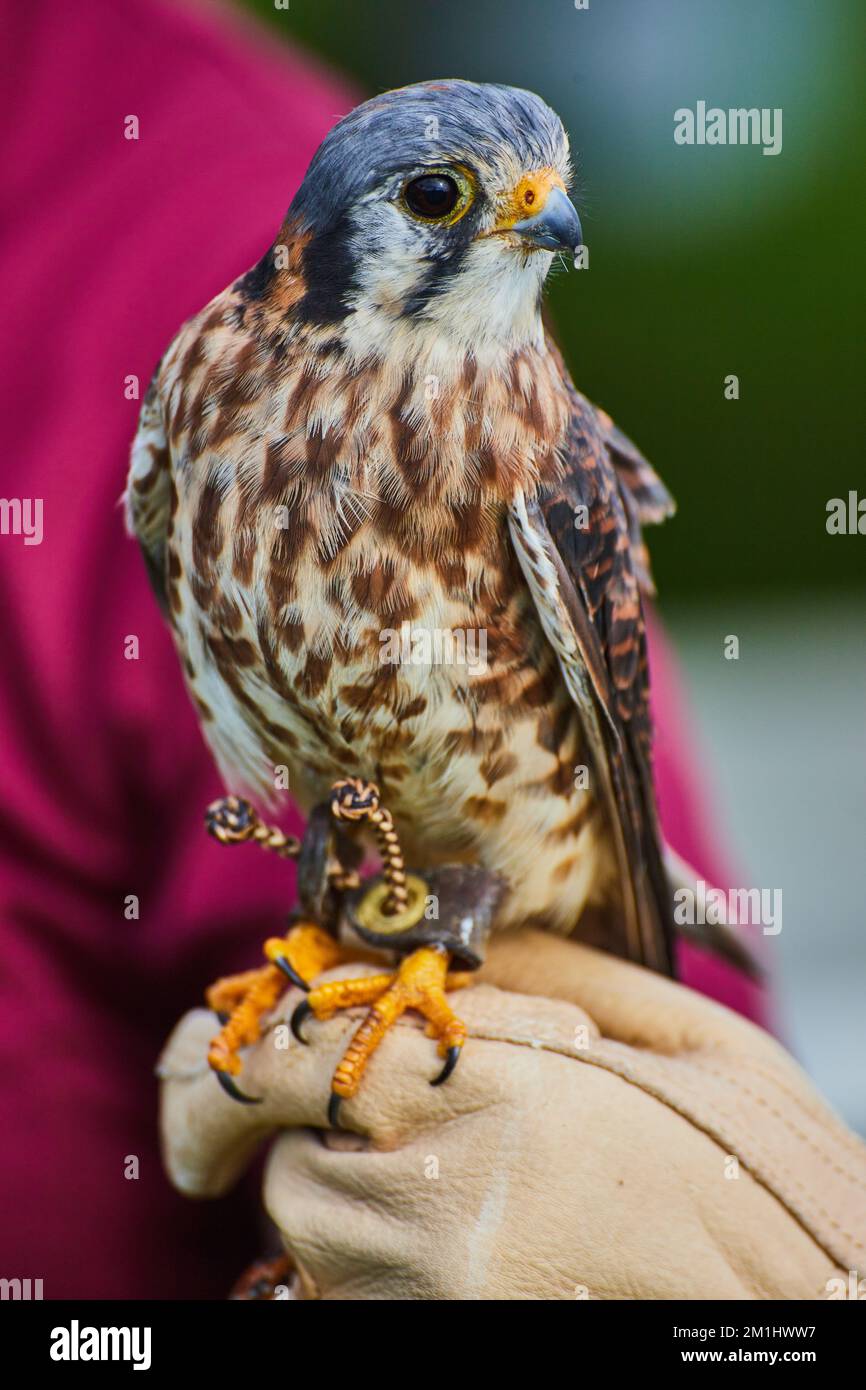 Trained American Kestrel raptor bird resting on leather glove of ...