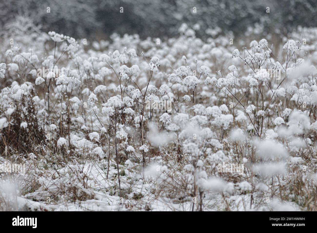 Seed heads on a pretty winter's day in the park. The whole landscape is ...