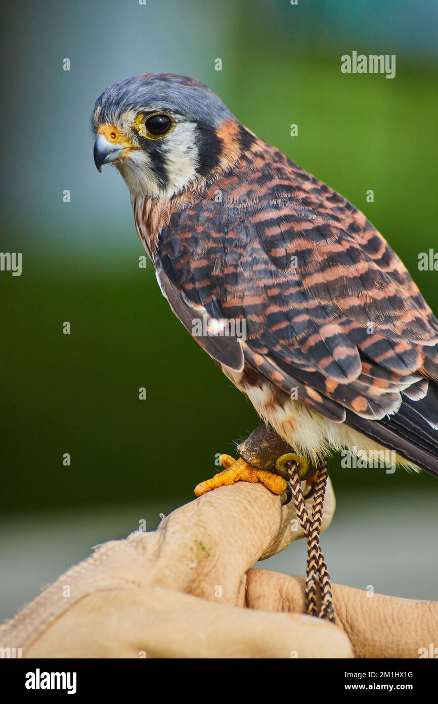 Trained American Kestrel raptor sitting on leather glove of trainer ...