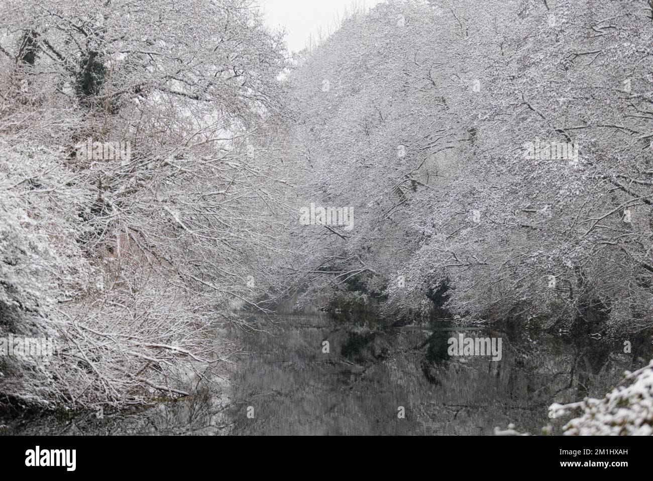 Snow covered trees of a winter wonderland on a frosty day by the River ...