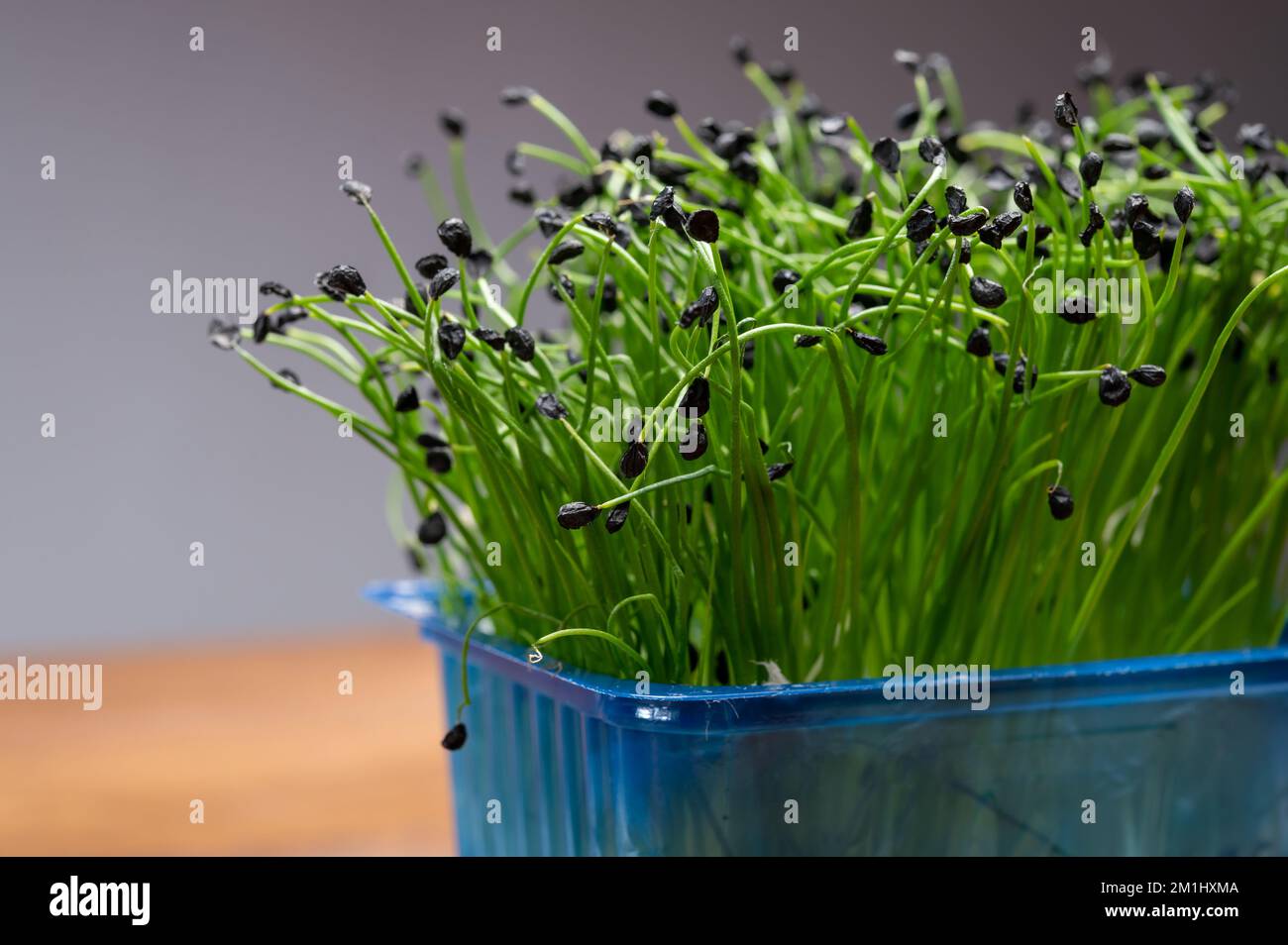 Healthy food, young sprouts plants of green chives onion ready for ...