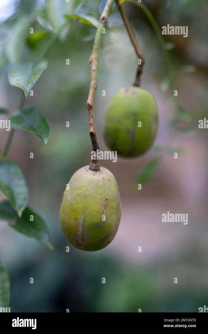 Golden apple, Hog plum, ambarella, Spondias dulcis Stock Photo - Alamy
