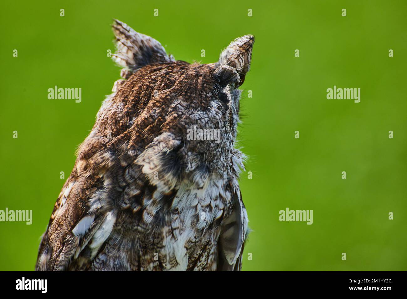 Eastern Screech Owl detail of back of head as it looks out to hunt ...