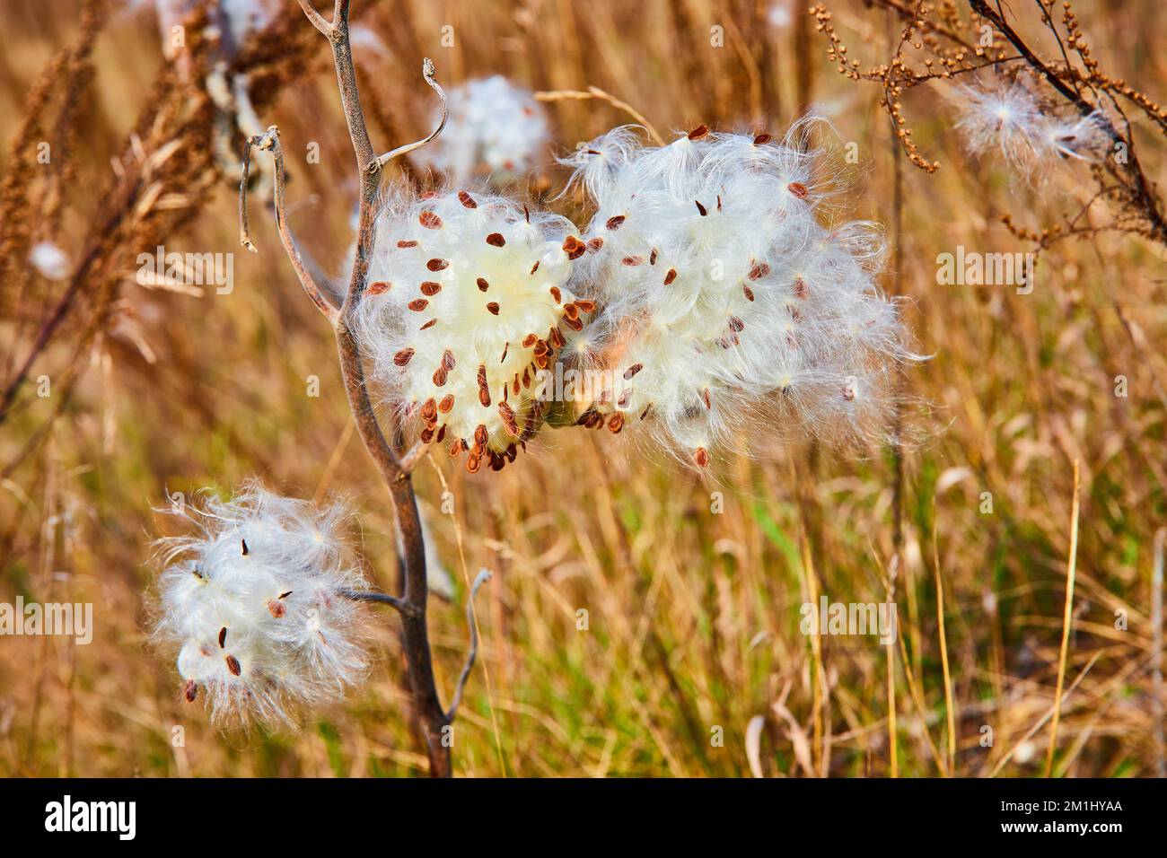 Detail of milkweed seed pods bursting open in fall fields Stock Photo ...