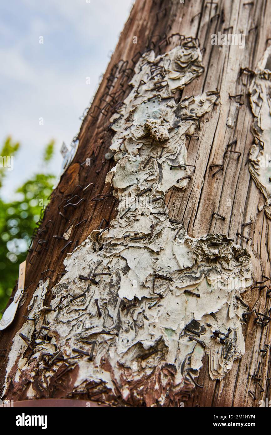 Torn paper and staples cover wood telephone pole Stock Photo - Alamy