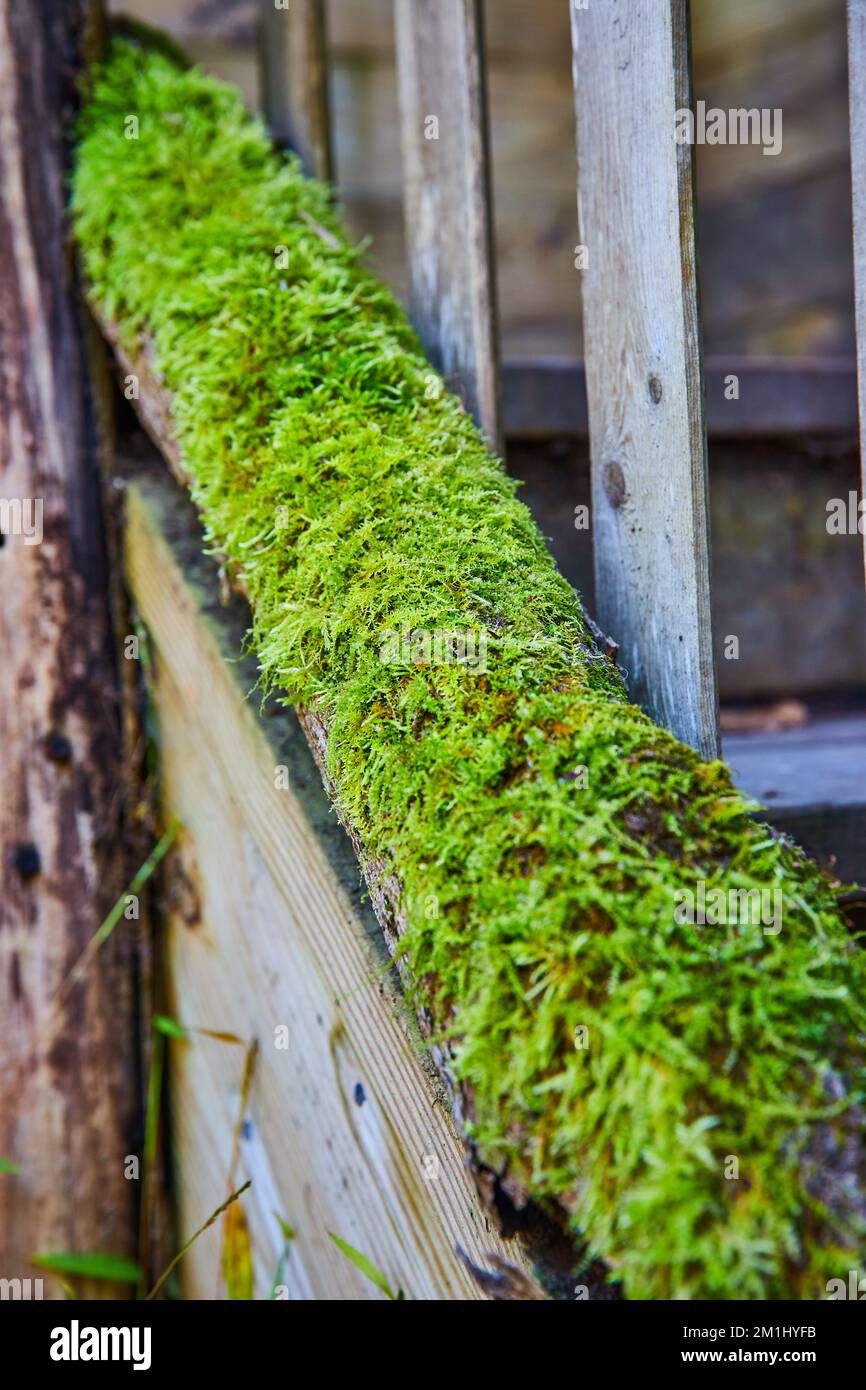 Moss garden fence hi-res stock photography and images - Alamy