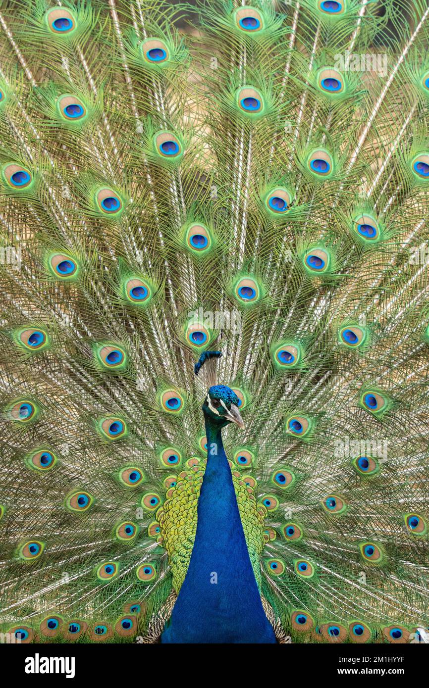 Front view of a peacock display Stock Photo - Alamy
