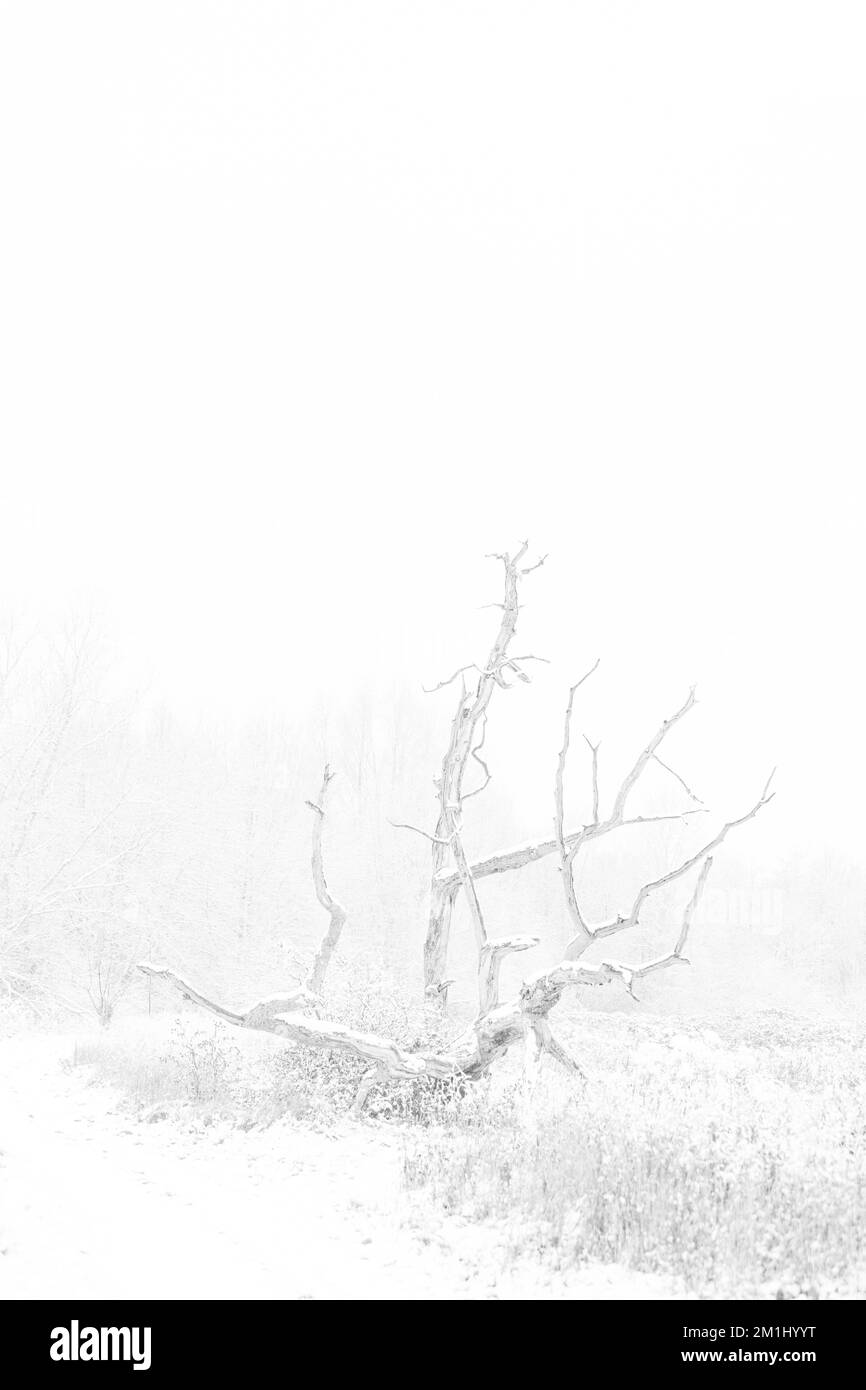 Arctic dead Black and White Stock Photos & Images - Alamy