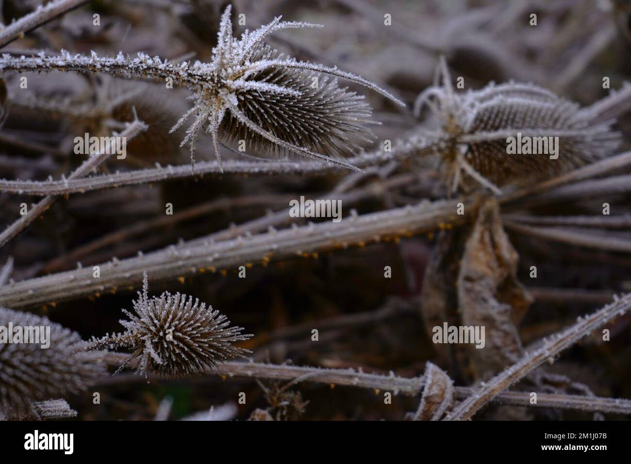 Frost spikes hi-res stock photography and images - Alamy