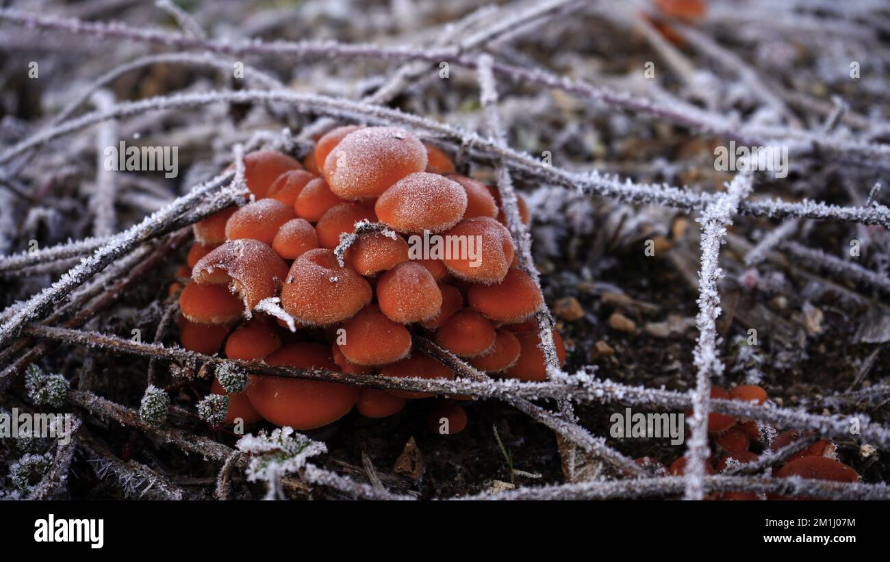 Red fungi hi-res stock photography and images - Alamy