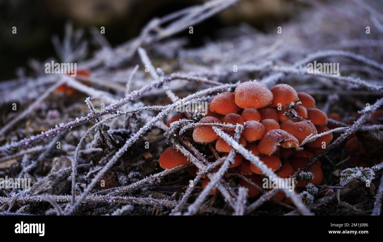 Red fungi hi-res stock photography and images - Alamy