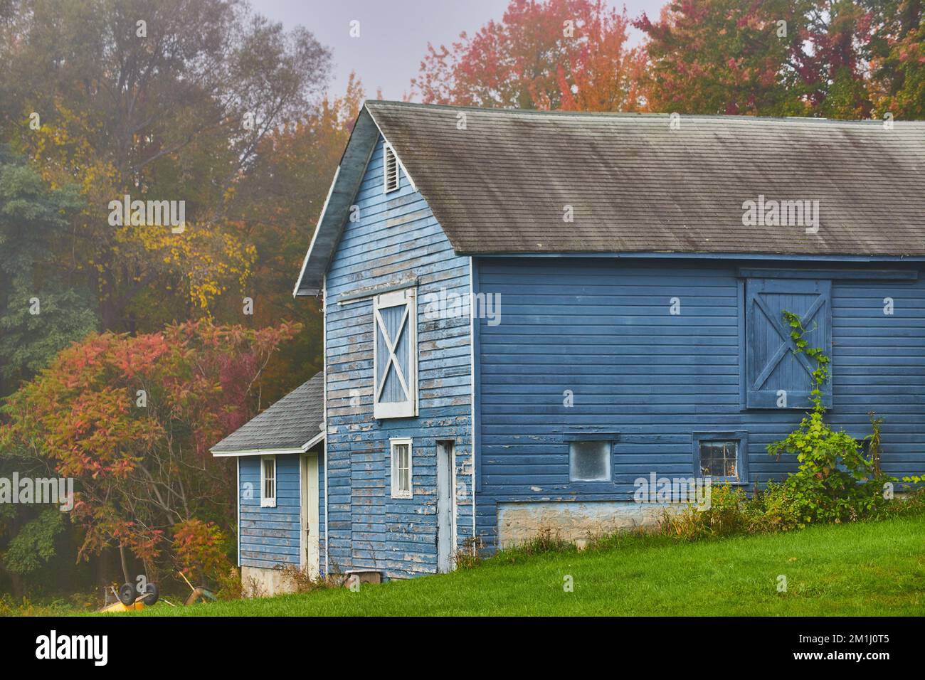 Beautiful aging blue barn shed with vines tucked against fall forest ...