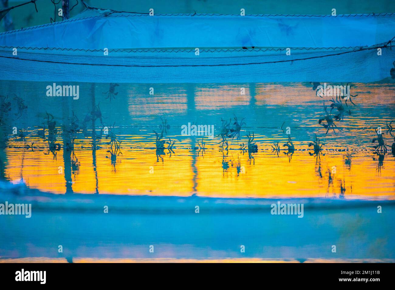 SUQIAN, CHINA - DECEMBER 11, 2022 - Crab farmers sort crabs into cages ...