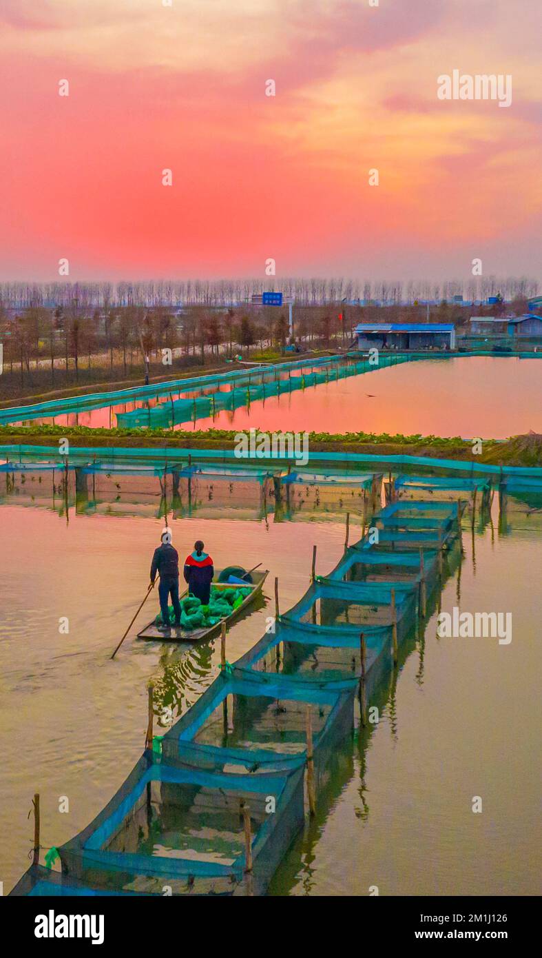 SUQIAN, CHINA - DECEMBER 11, 2022 - Crab farmers sort crabs into cages ...