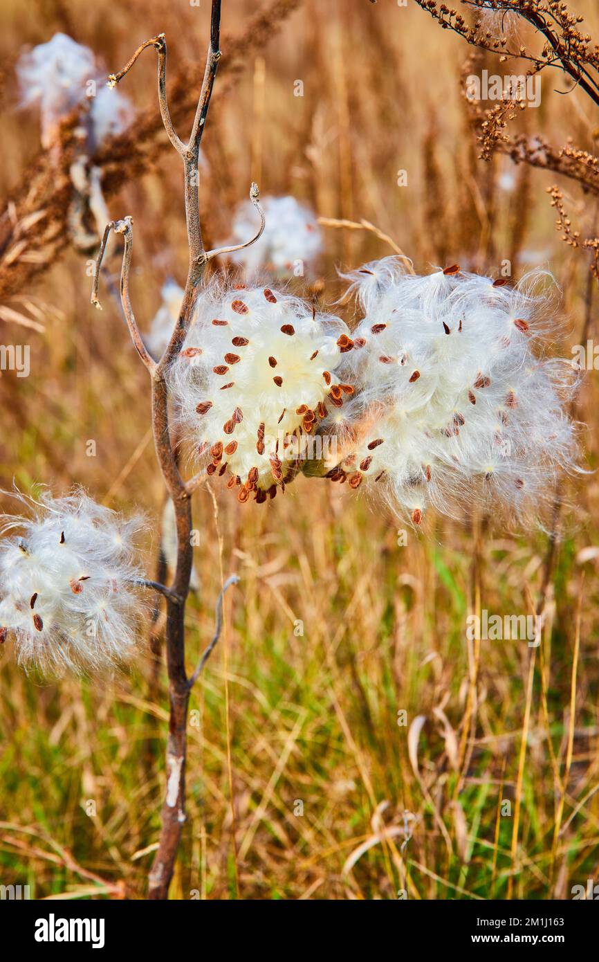 Detailed branch of milkweed cotton seed pods in nature of fall fields ...