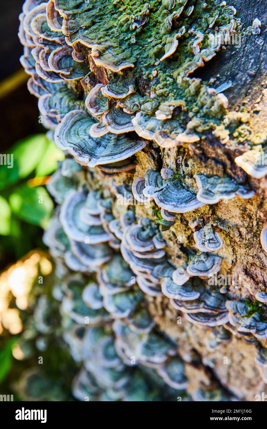 Detail of beautiful shelf fungi growing on log Stock Photo - Alamy
