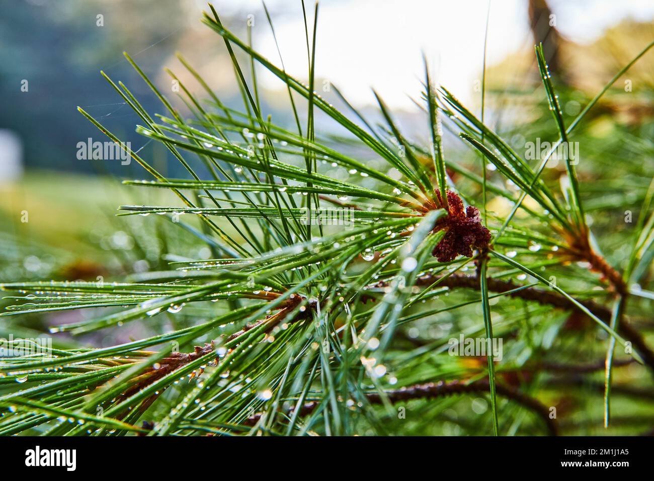 Pine tree needles collecting morning dew Stock Photo - Alamy
