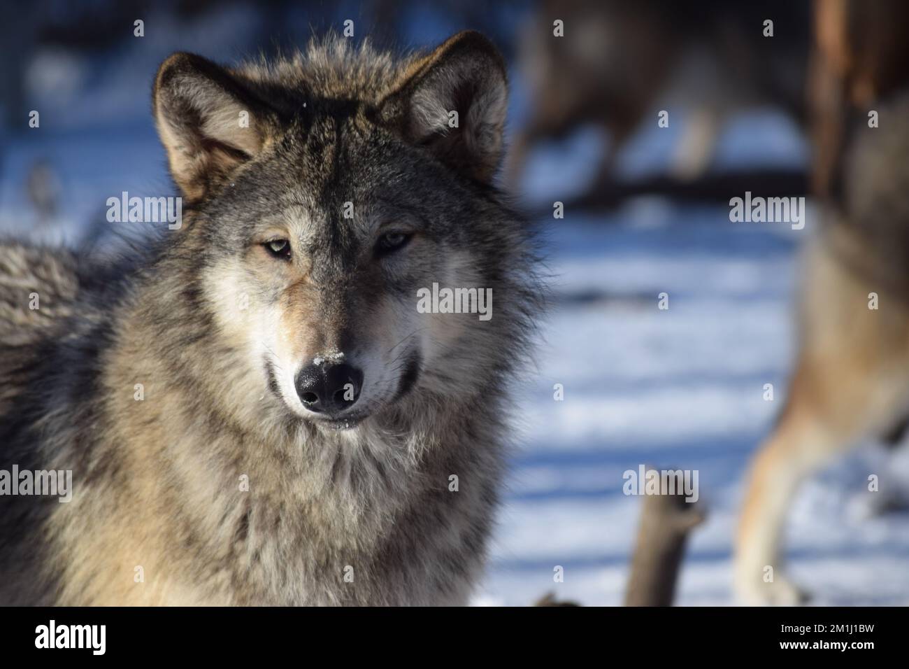 Yellowstone wolf pack hi-res stock photography and images - Alamy