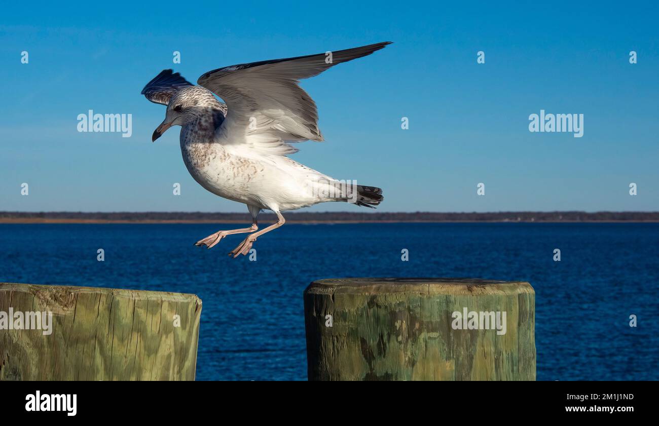One white seagull spreads wings, taking off in flight from wood pier ...