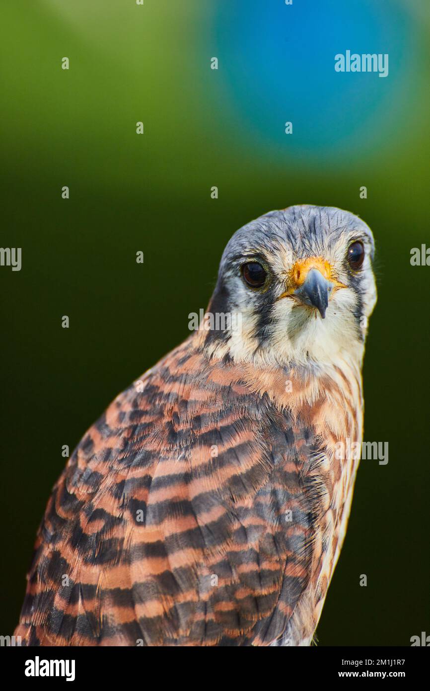 Curious American Kestrel raptor looking at you with dark and soft ...