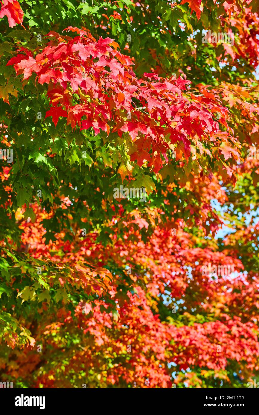 Detail of tree turning red for fall Stock Photo - Alamy