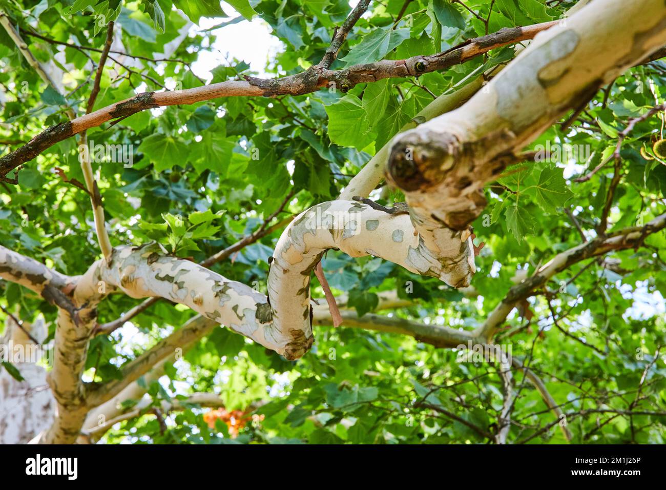 Monkey bean tree hi-res stock photography and images - Alamy
