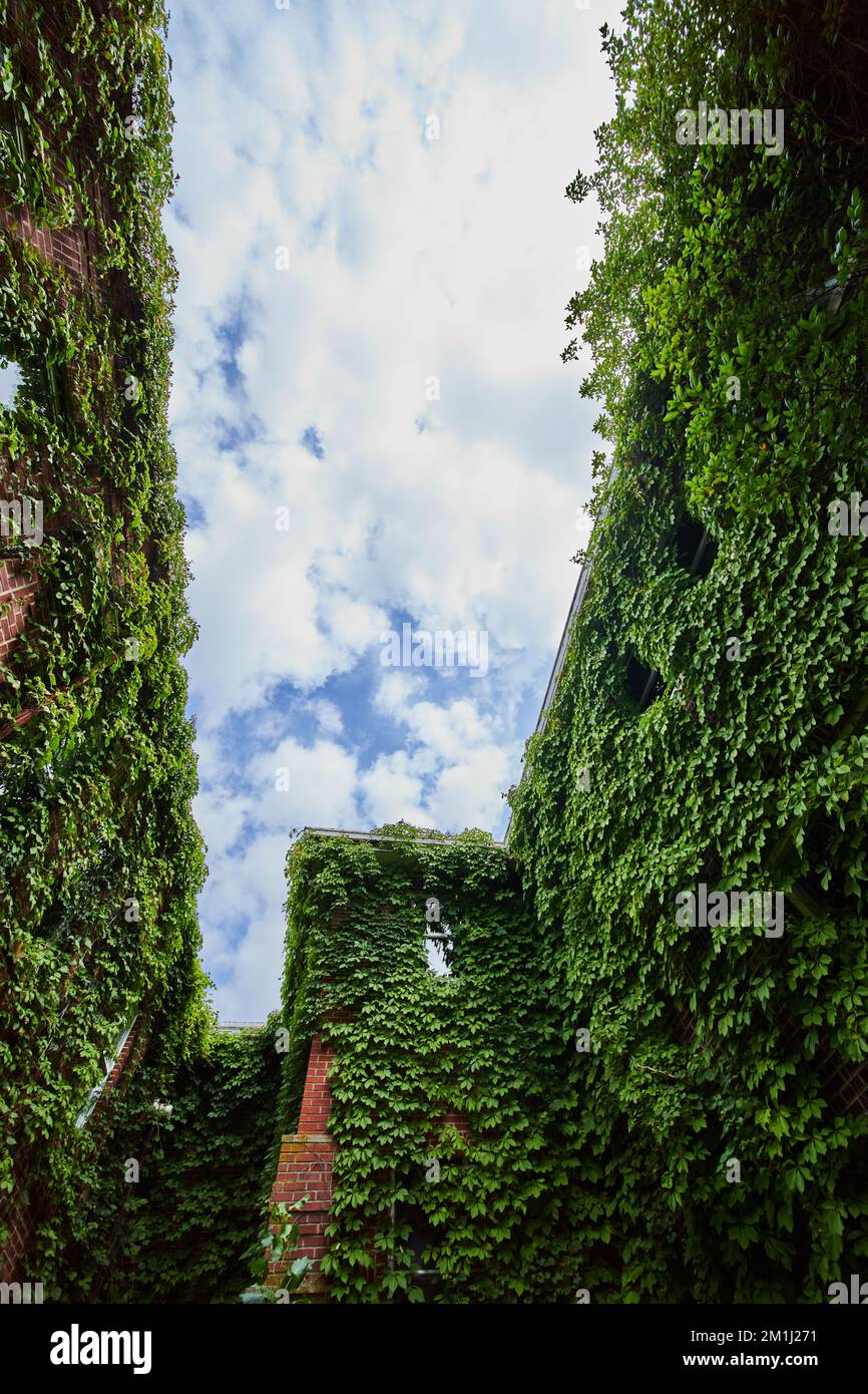 Looking up in alley of abandoned brick building covered fully in green vines and ivy Stock Photo ...