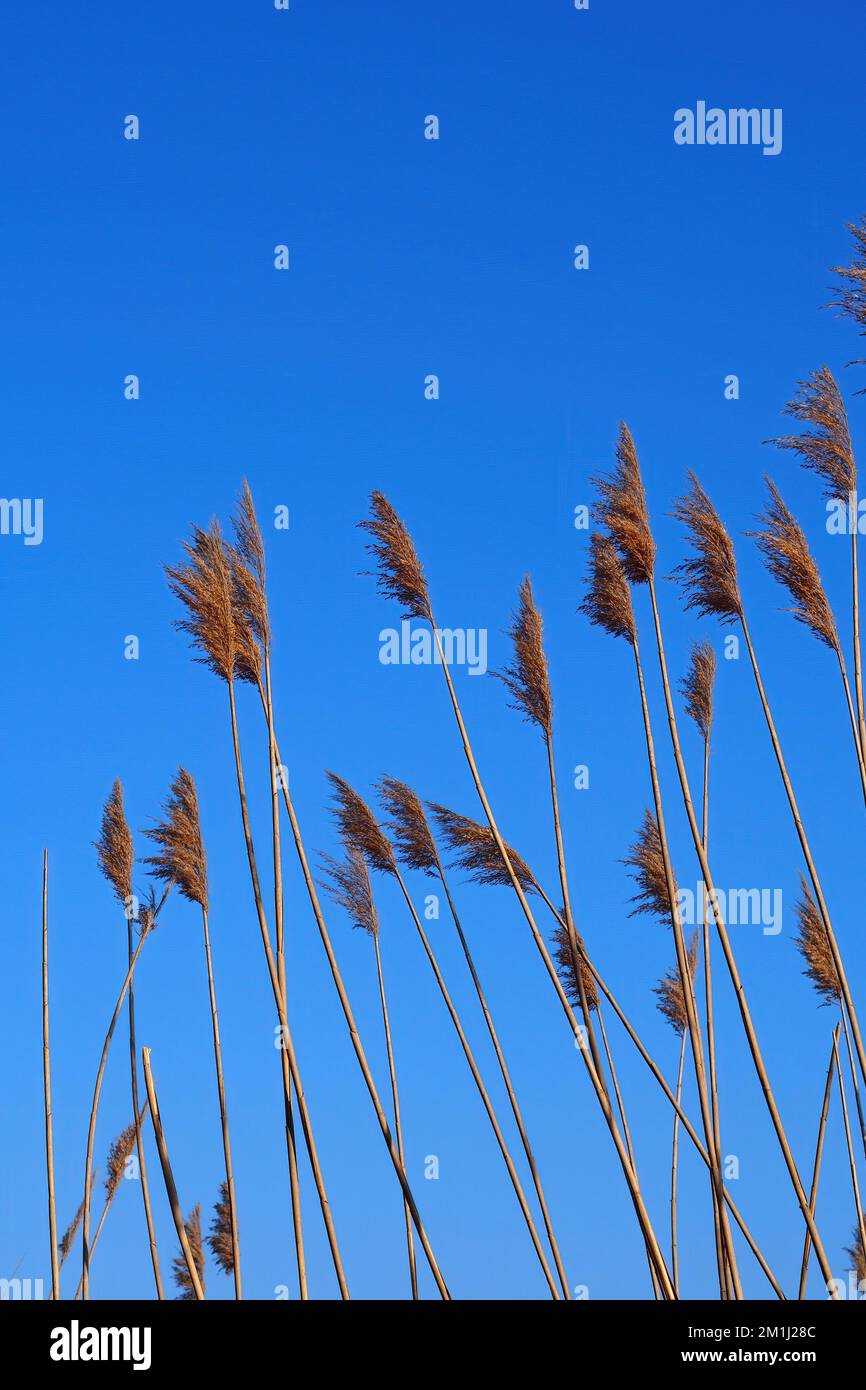 Reeds on marshland in late winter against deep blue sky, looking up ...