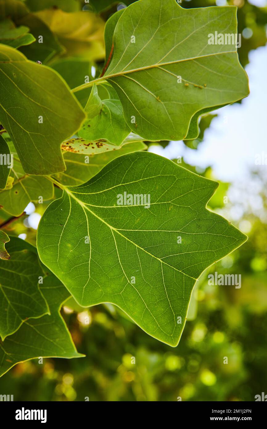 Detail of beautiful leaves on tree with detail of veins Stock Photo - Alamy