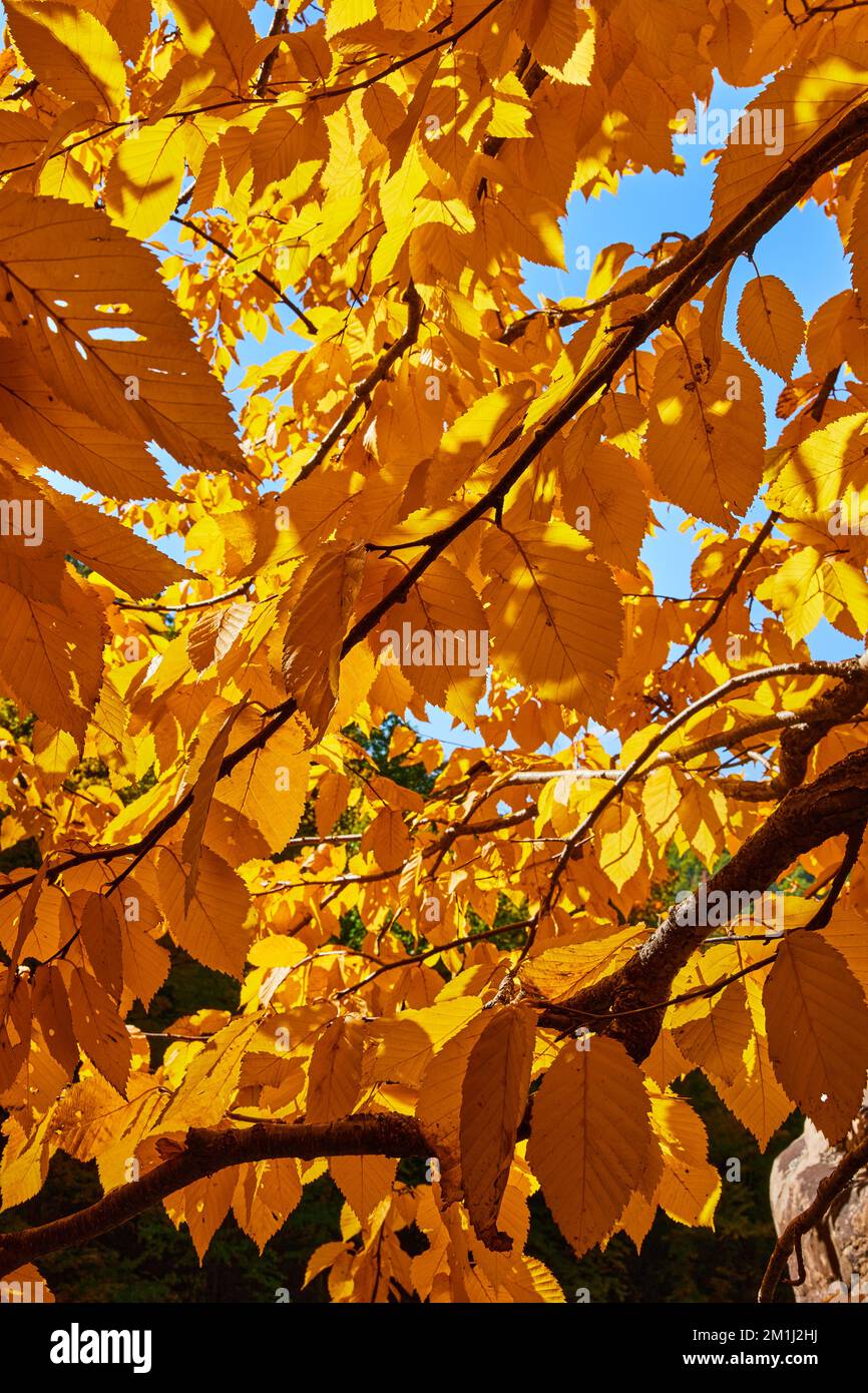 Detail inside golden glowing yellow fall-leafed tree Stock Photo - Alamy