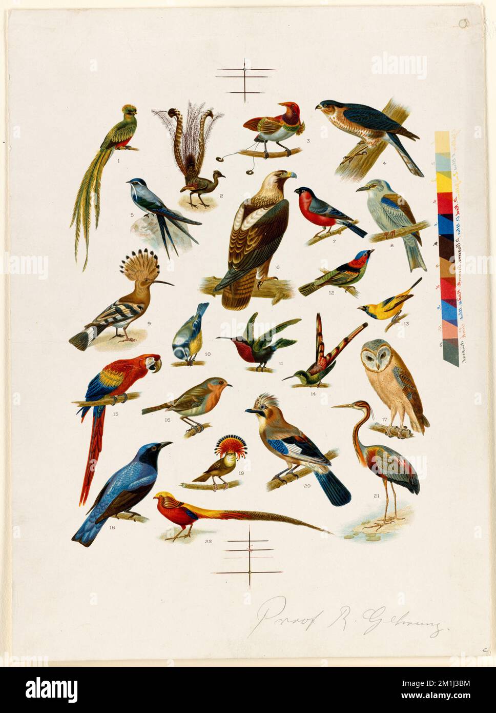 Variety of bird species hi-res stock photography and images - Alamy