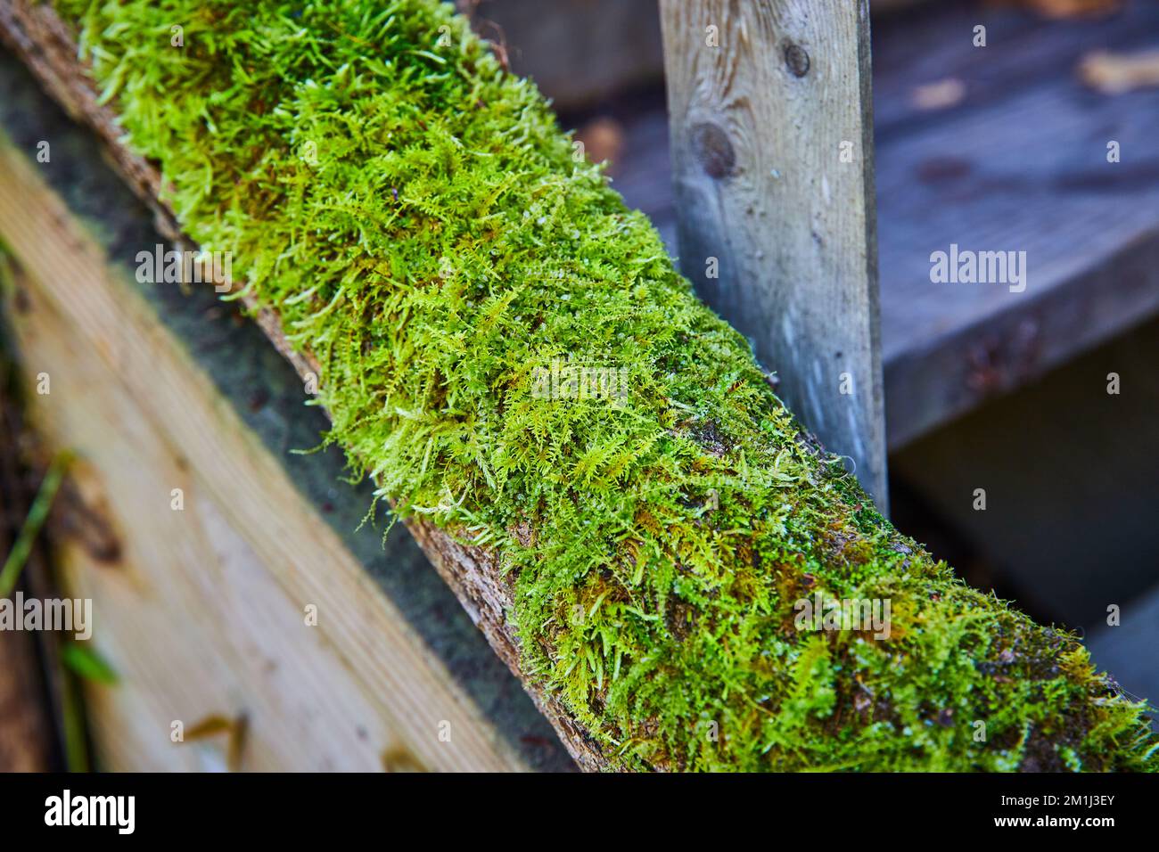 Moss fully covering wood log of boardwalk stairs in detail Stock Photo ...