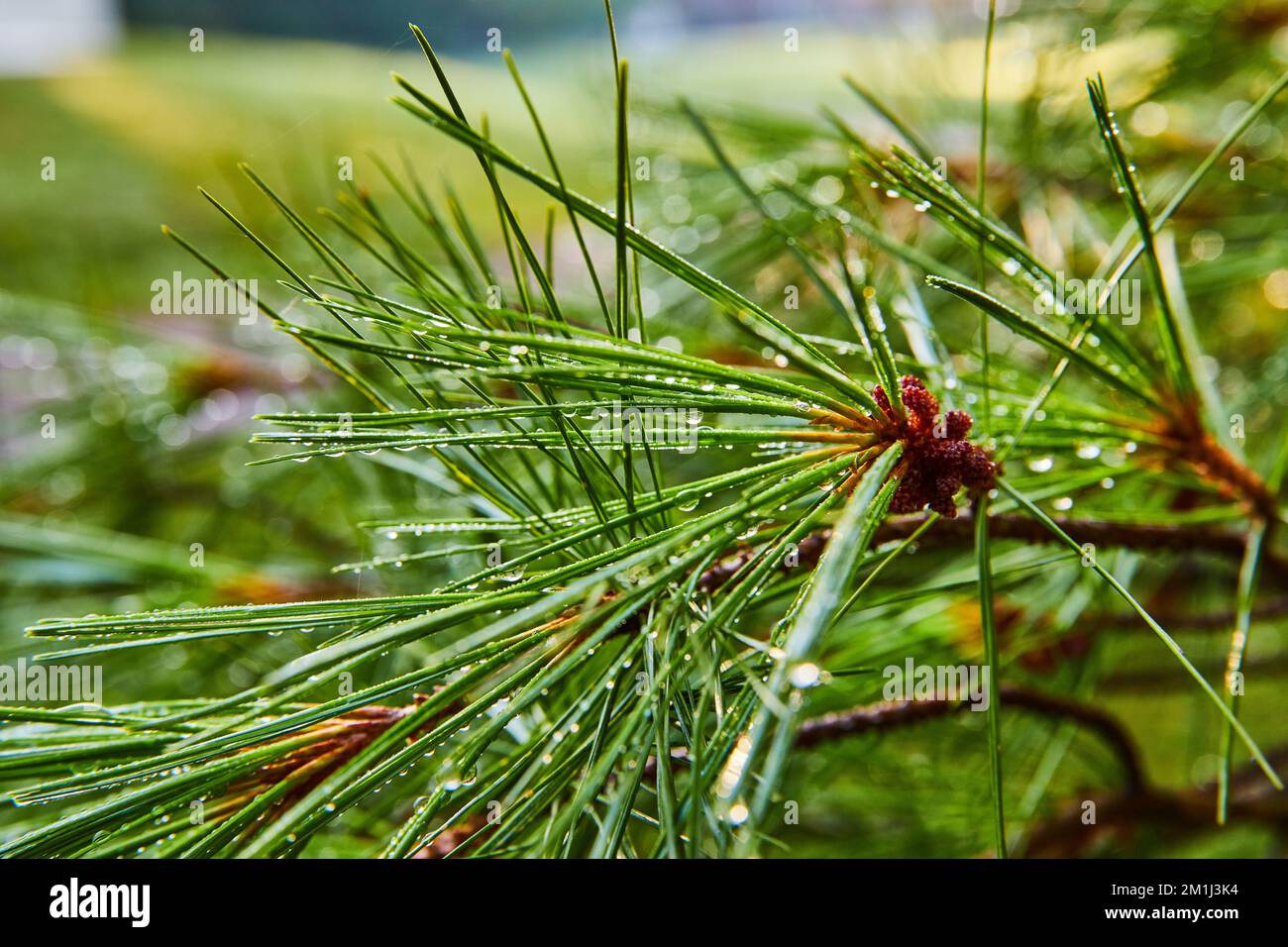 Palm tree needles hi-res stock photography and images - Alamy