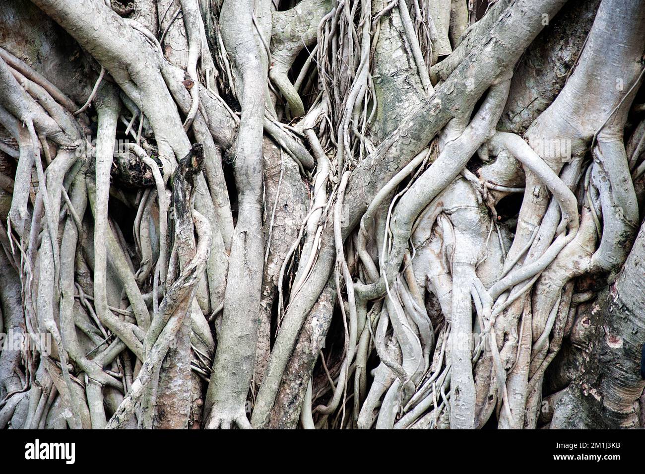 Old Banyan tree roots texture and background Stock Photo - Alamy