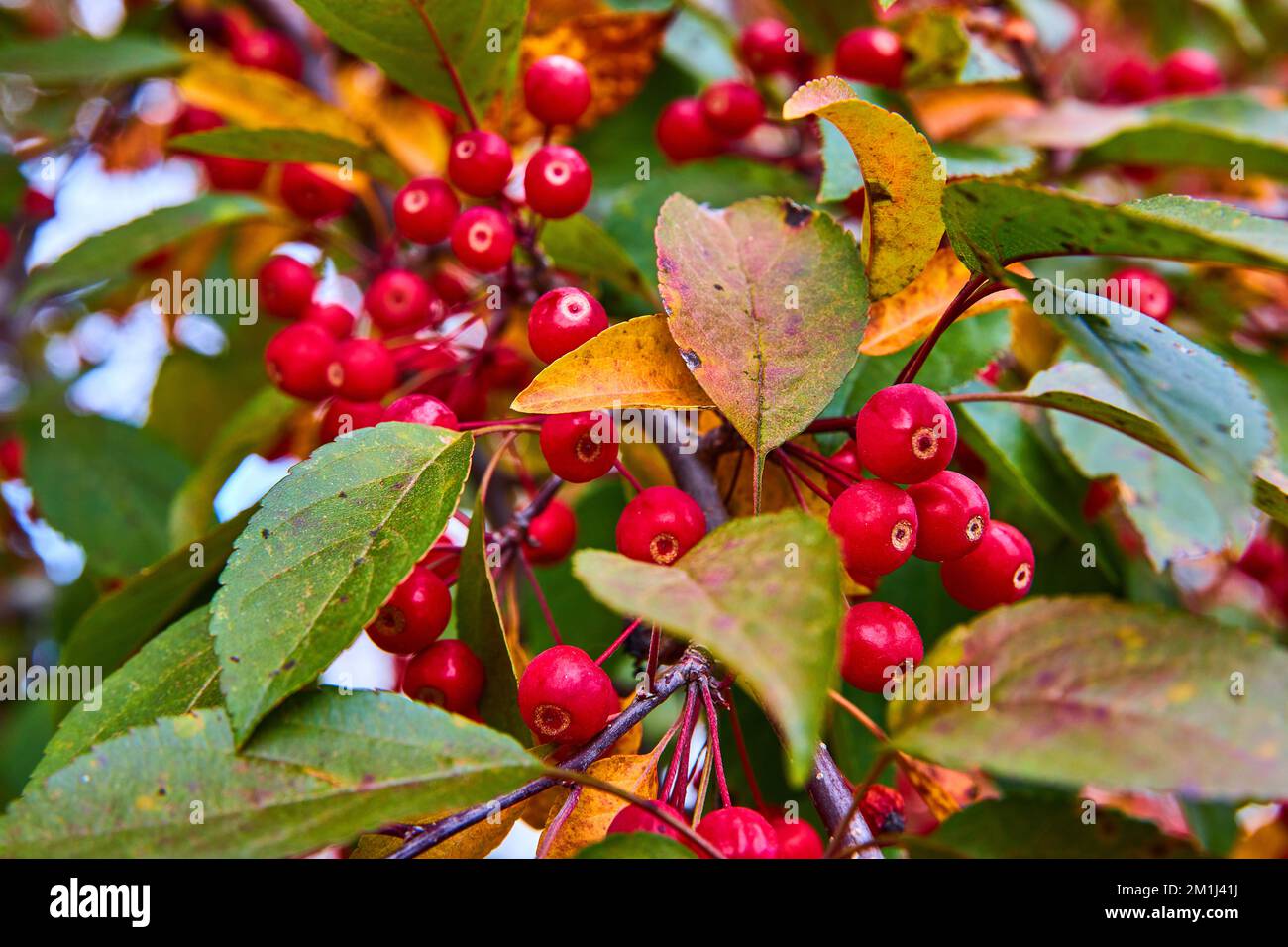 Cluster of small red berries growing all over tree in detail Stock ...