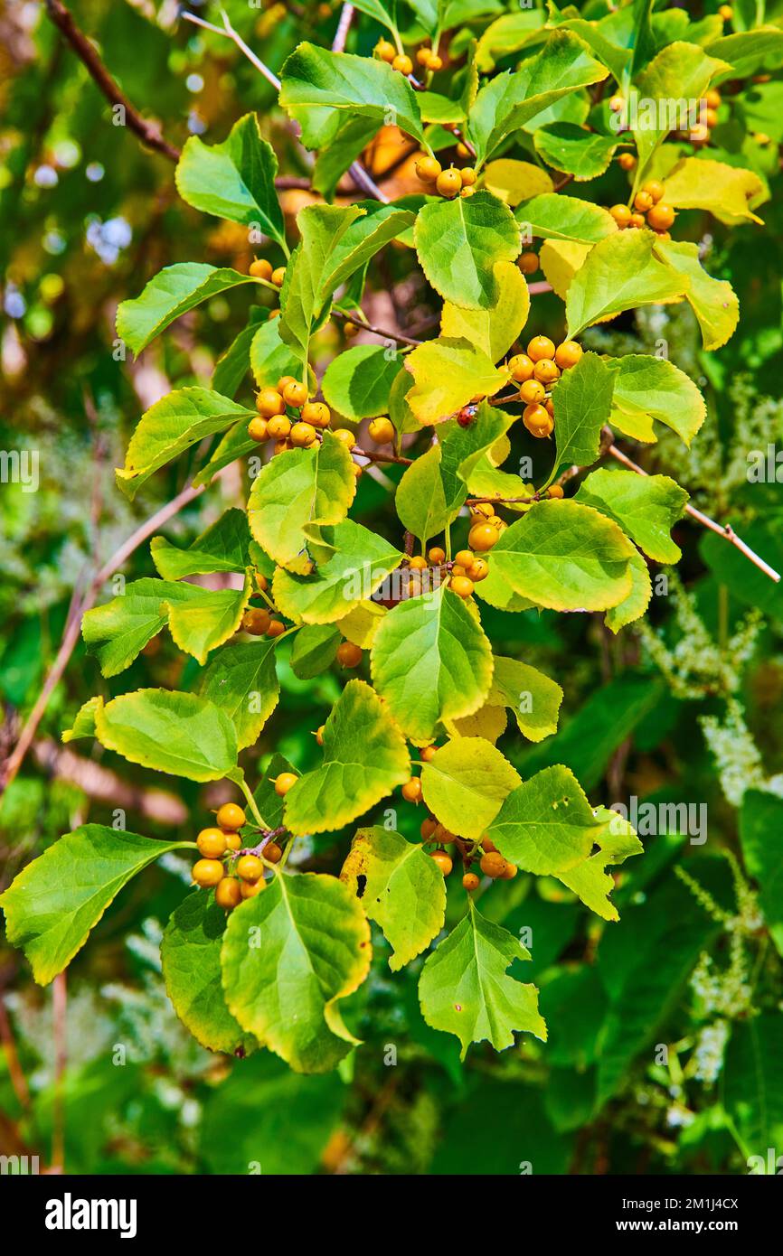 Small green yellow leaves hi-res stock photography and images - Alamy