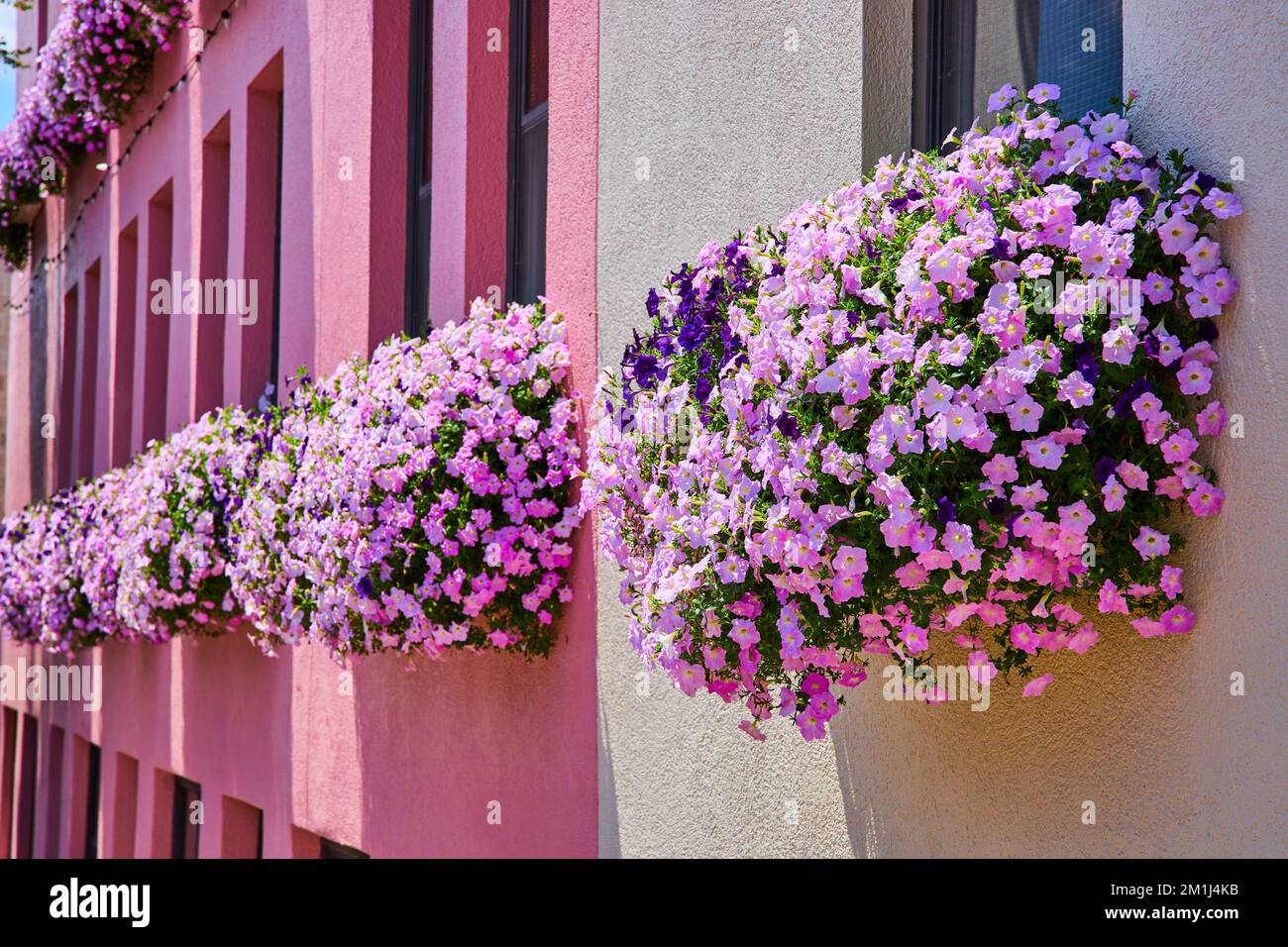 Pink and beige wall covered in pink window box flowers Stock Photo - Alamy